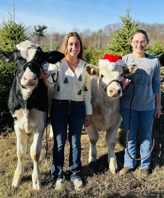 Christmas Calves at Symes - East Windsor Chamber of Commerce